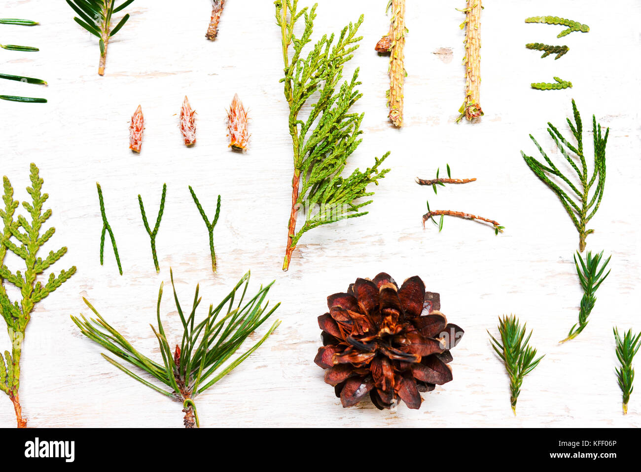 Conifers tree in white background hi-res stock photography and images ...