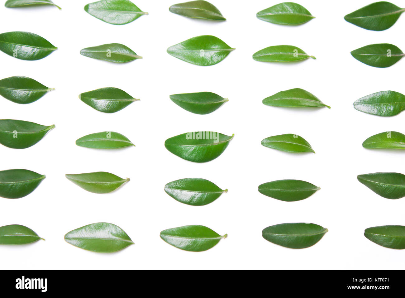 Green leaf in a row on a white background. Type of flat Stock Photo - Alamy