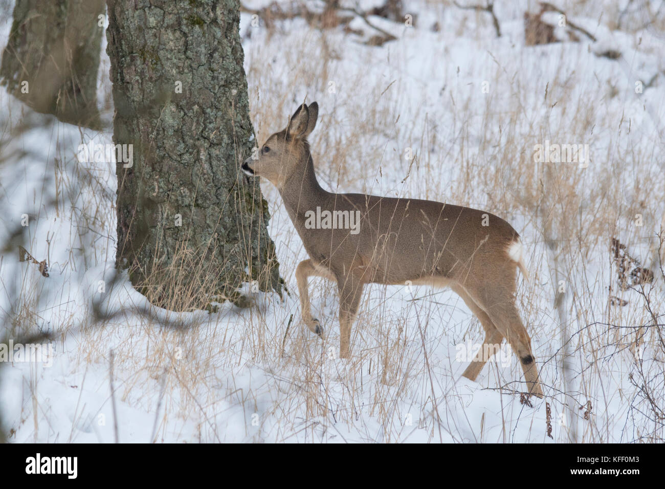 Deer in winter coat hi-res stock photography and images - Alamy