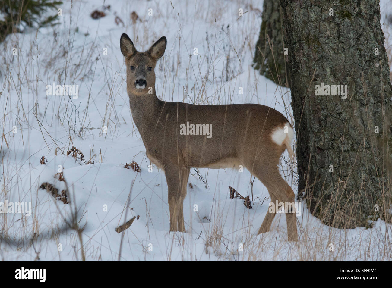 Roe deer in winter coat, Scvania Sweden Stock Photo - Alamy