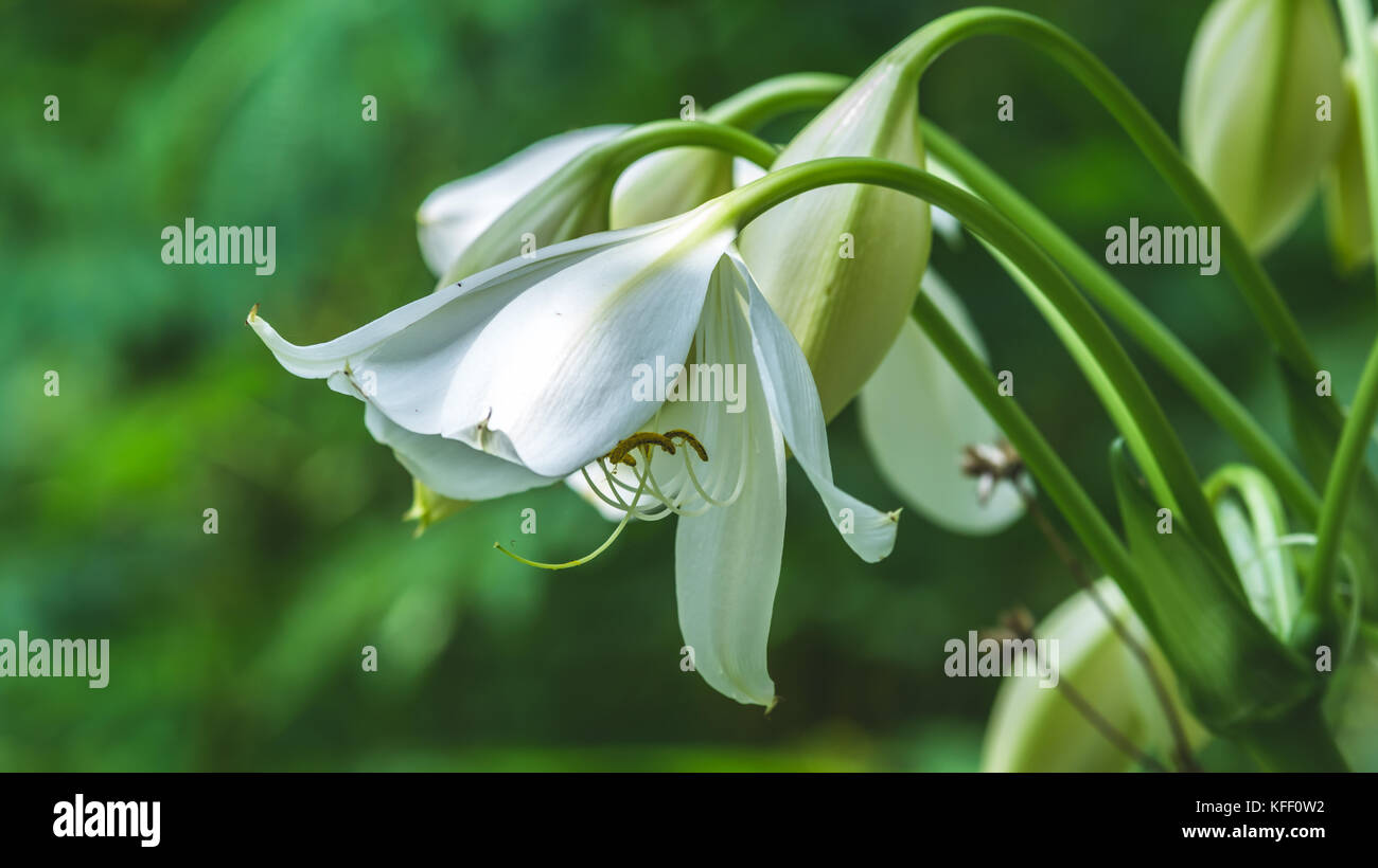 white asian lily flower with green background Stock Photo - Alamy