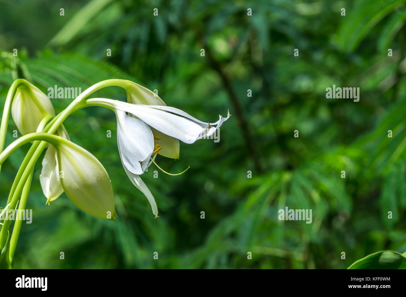 white asian lily flower with green background Stock Photo - Alamy