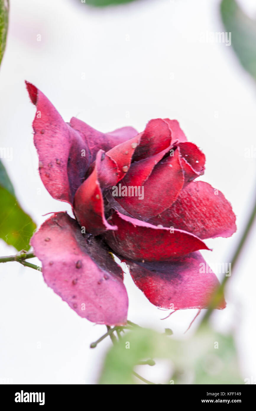 Old red rose Stock Photo - Alamy
