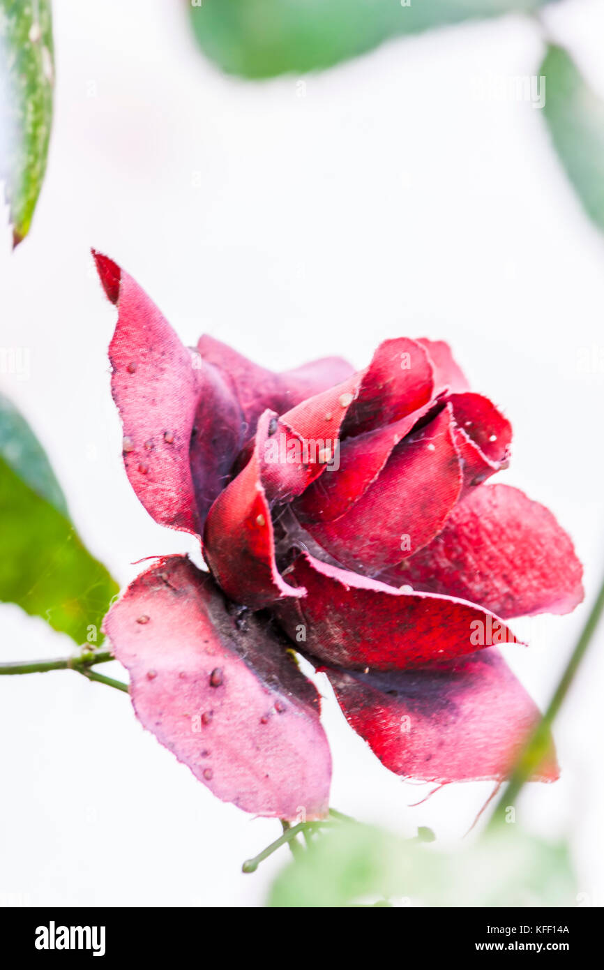 Old red rose Stock Photo - Alamy