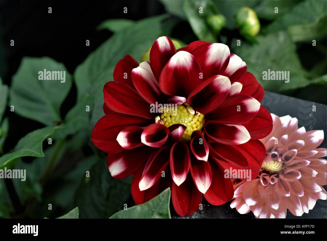National flower of mexico hi-res stock photography and images - Alamy