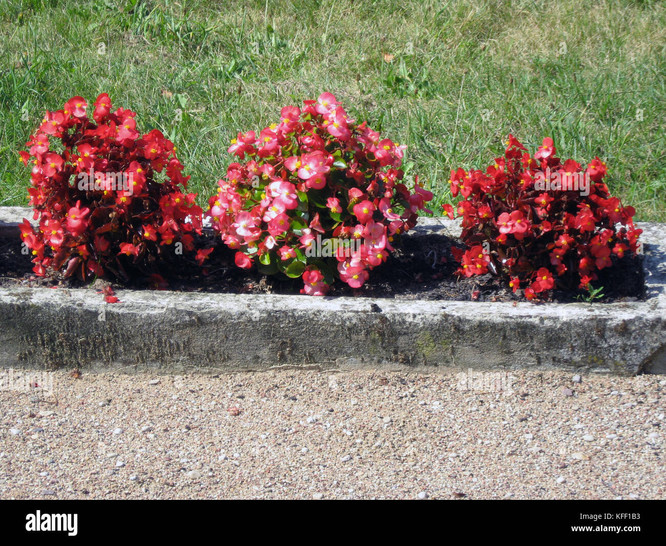 Decorative flower bed with concrete frame and red flowers Stock Photo ...