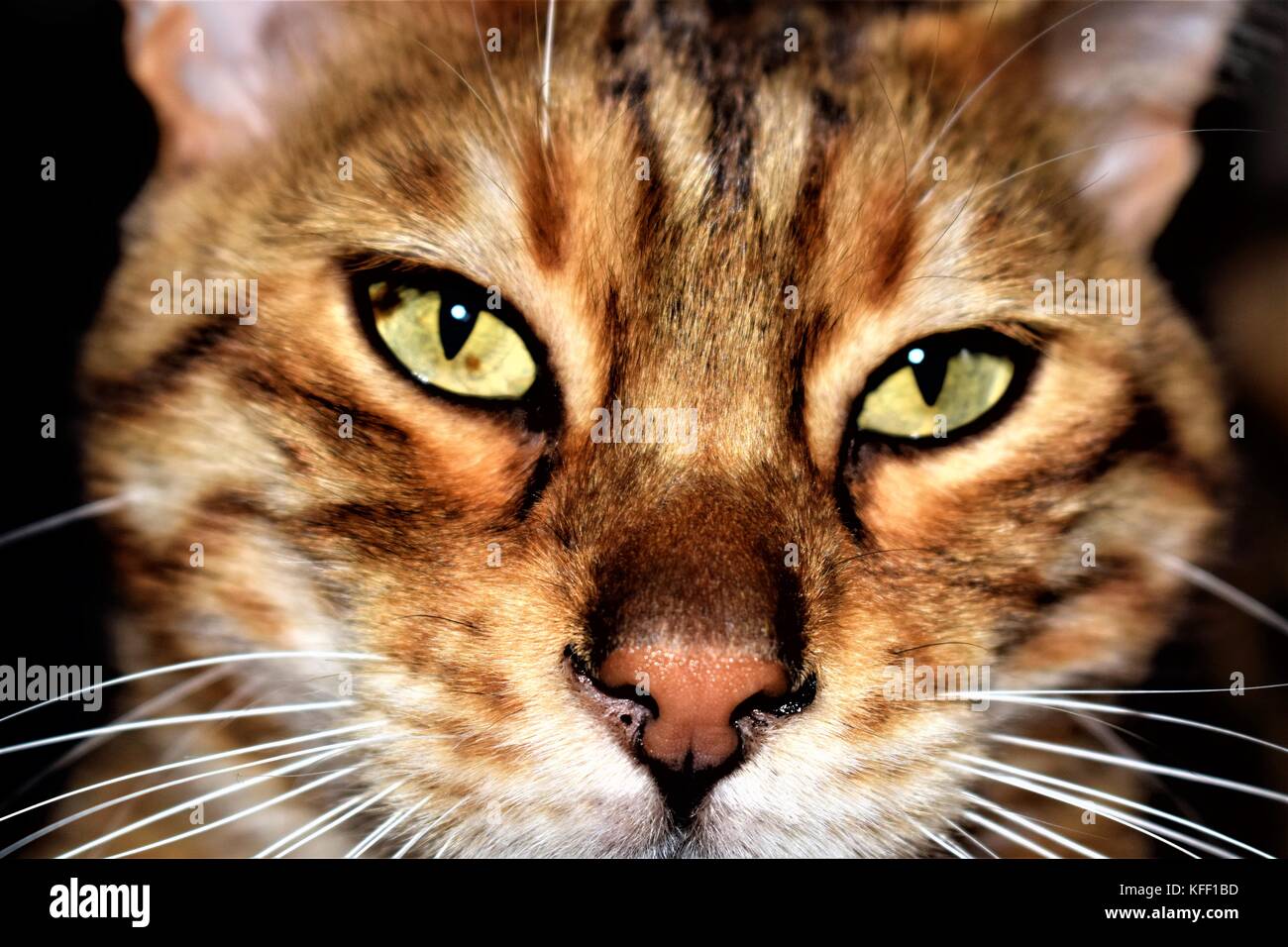 Sam's Cat Raj Stock Photo - Alamy