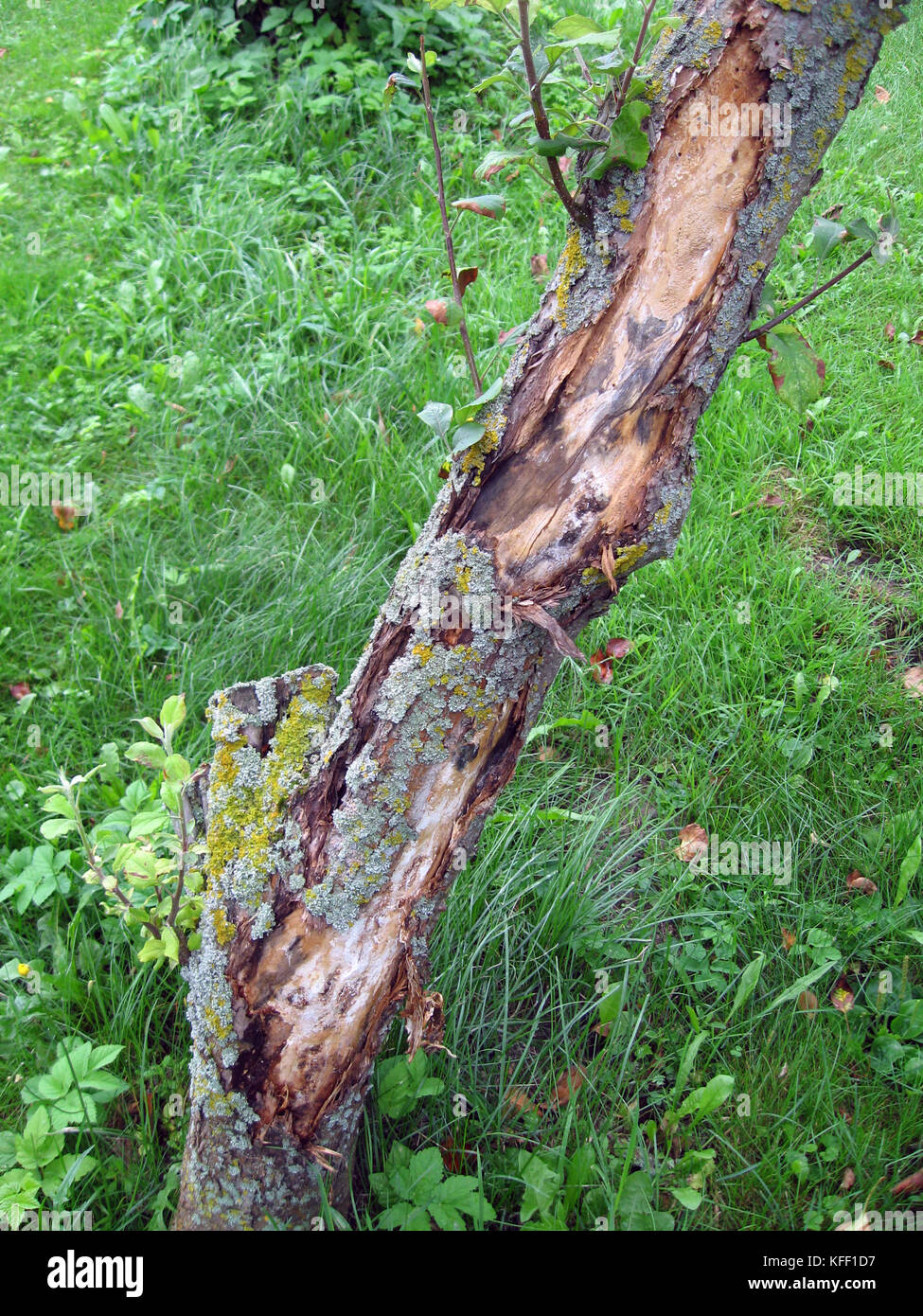 Apple tree trunk, damaged by bacterial scorch Stock Photo - Alamy