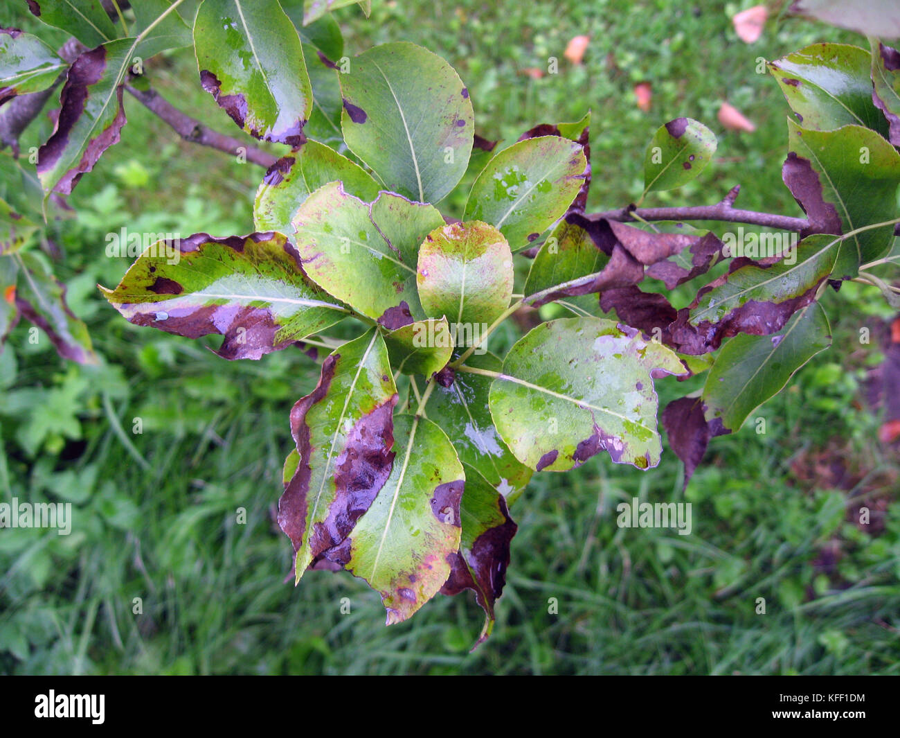 Fire Blight Pear Tree High Resolution Stock Photography And Images Alamy Fire Blight Pear Tree High Resolution Stock Photography And Images Alamy