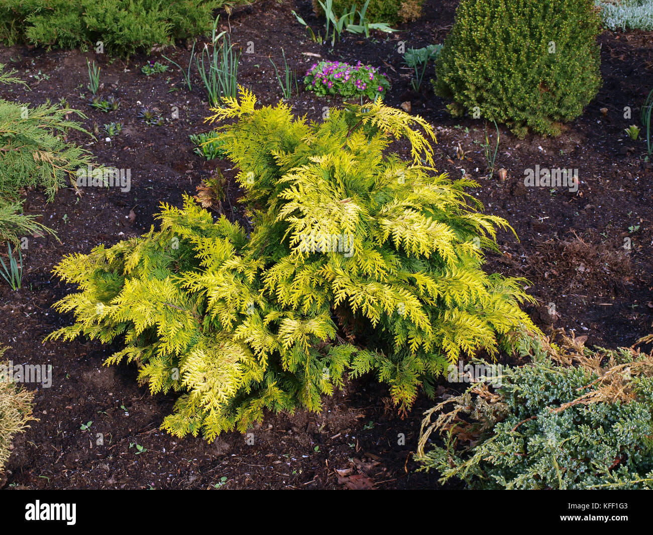 Young thuja plant with golden color leaves Stock Photo - Alamy