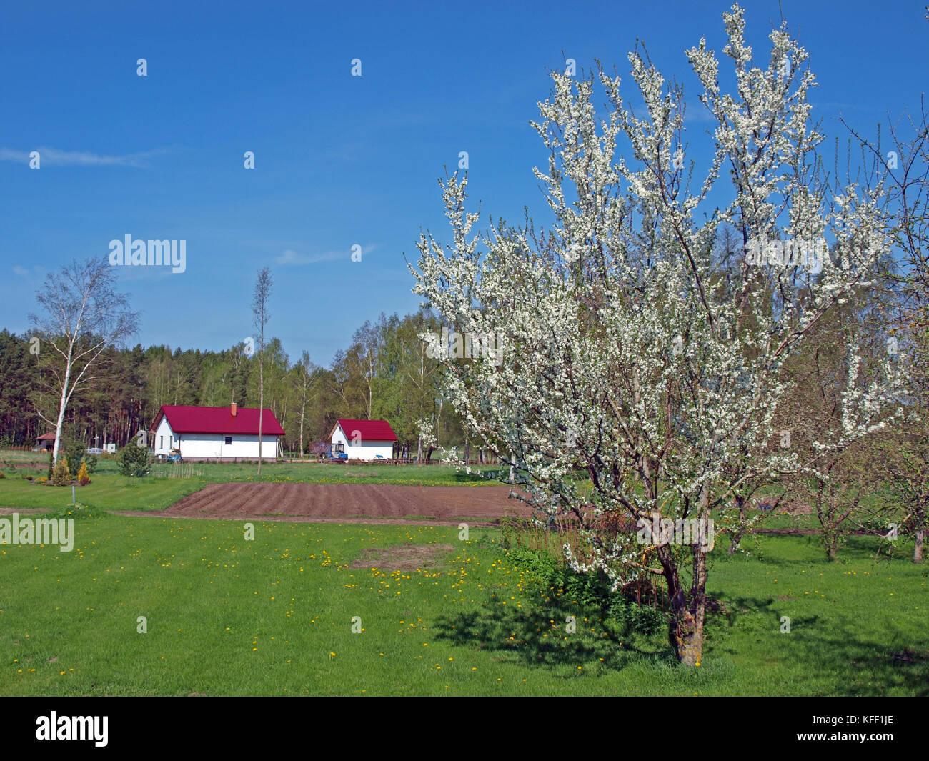 Small country house, garden, blooming plum tree Stock Photo - Alamy