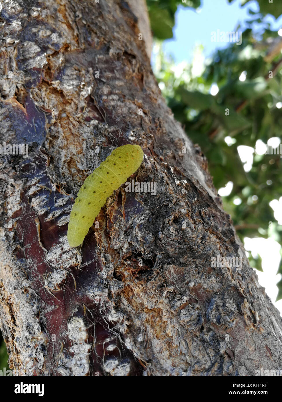 caterpillar orange dots climbing a tree Stock Photo - Alamy