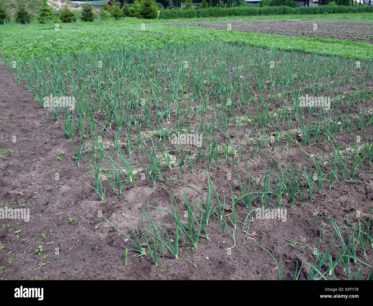 Onion furrows in the vegetable garden on summer Stock Photo - Alamy