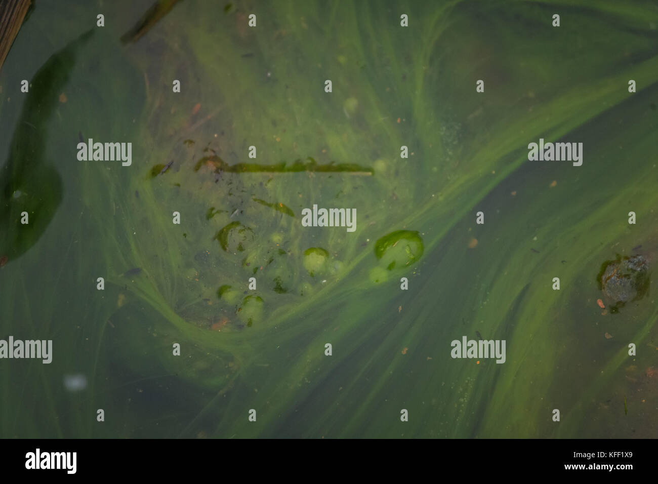 Algae swirl hi-res stock photography and images - Alamy