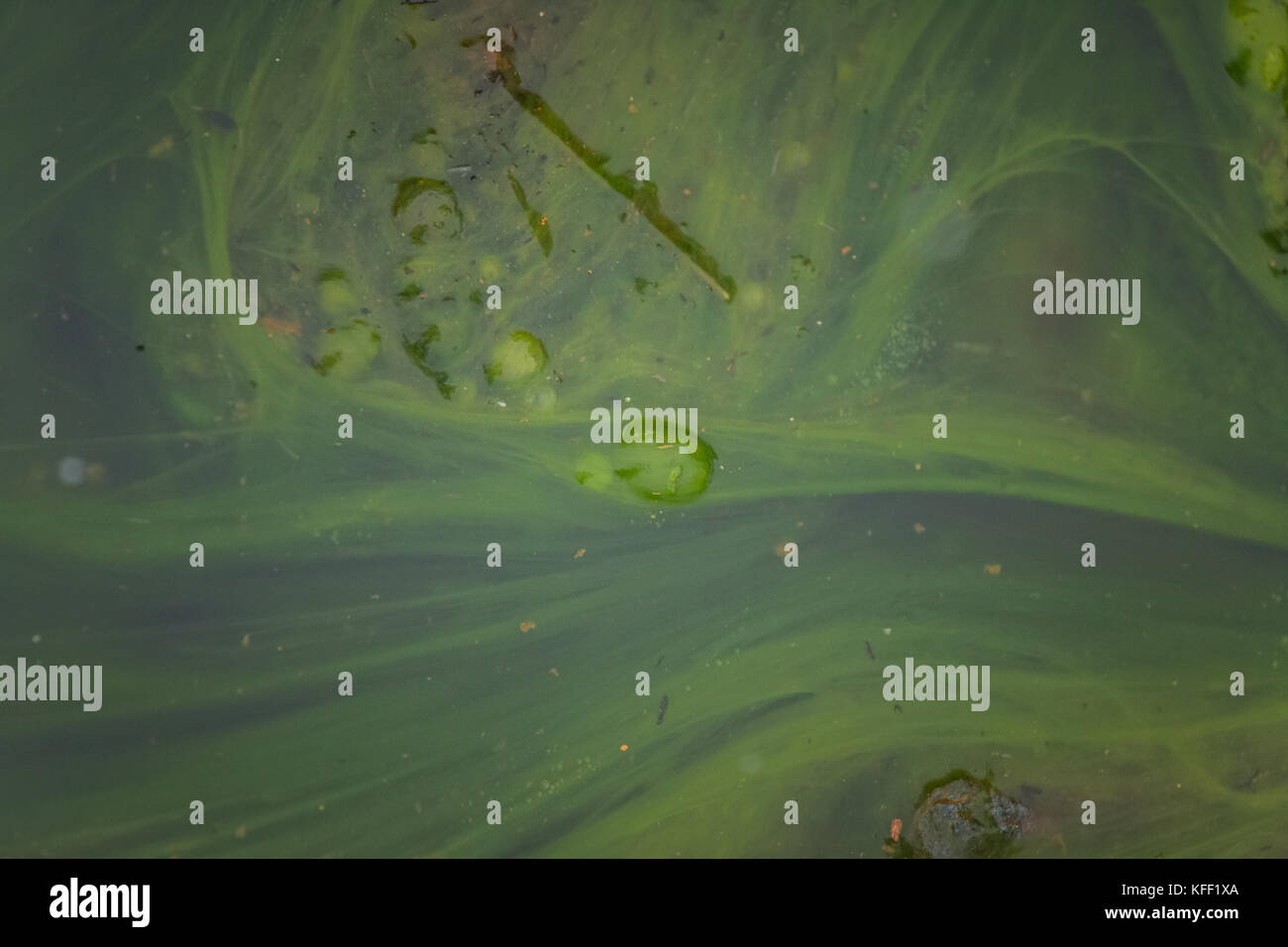 Algae swirl hi-res stock photography and images - Alamy
