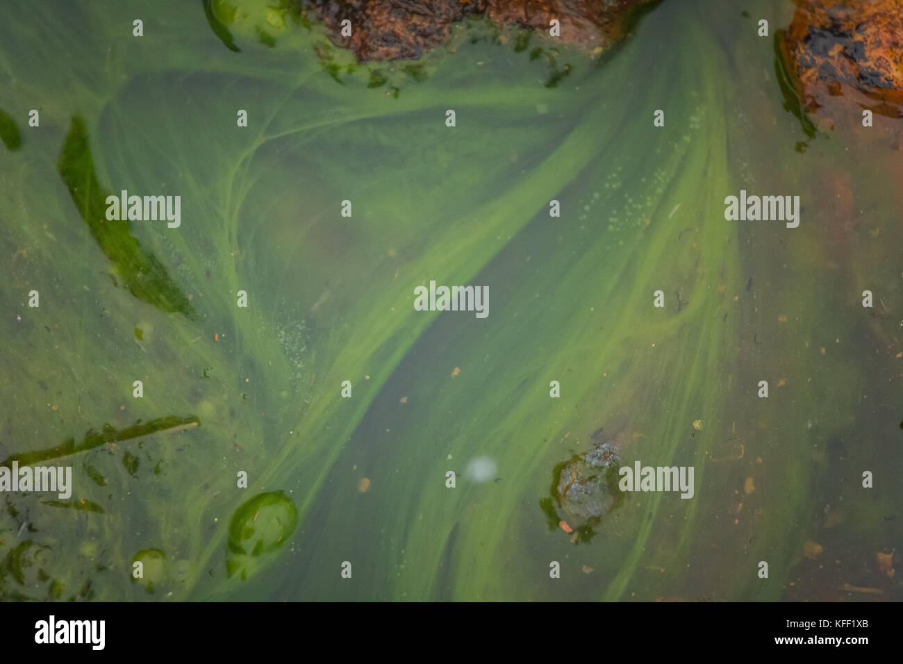Green algae growing in the water stream. Swirl pattern Stock Photo - Alamy