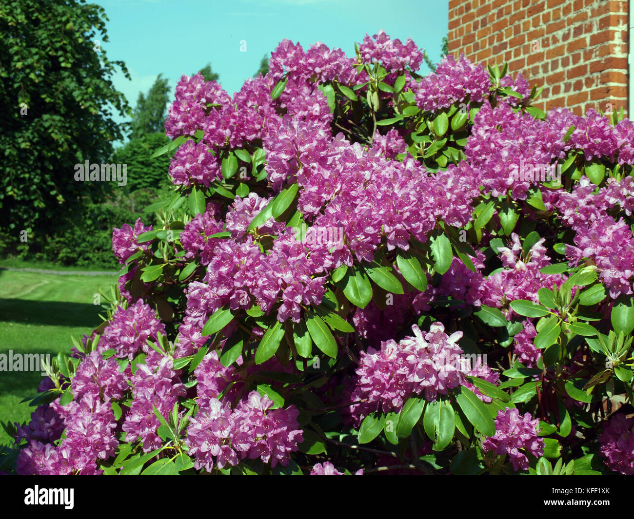 Pink flowering rhododendron near red brick house wall Stock Photo - Alamy