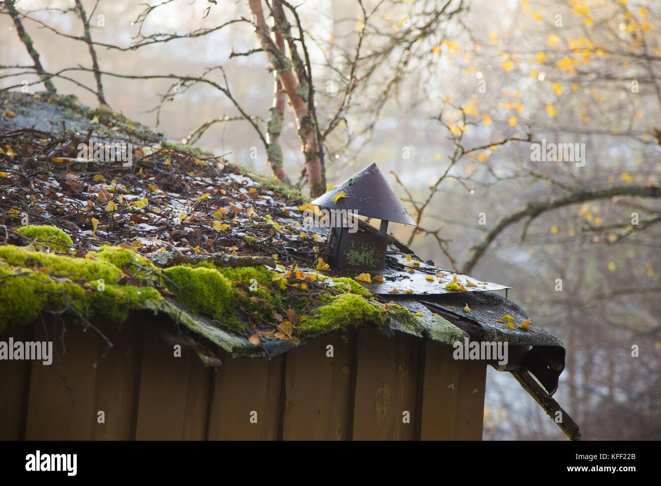 A beautiful wooden house in the forest with a grass and moss growing on ...