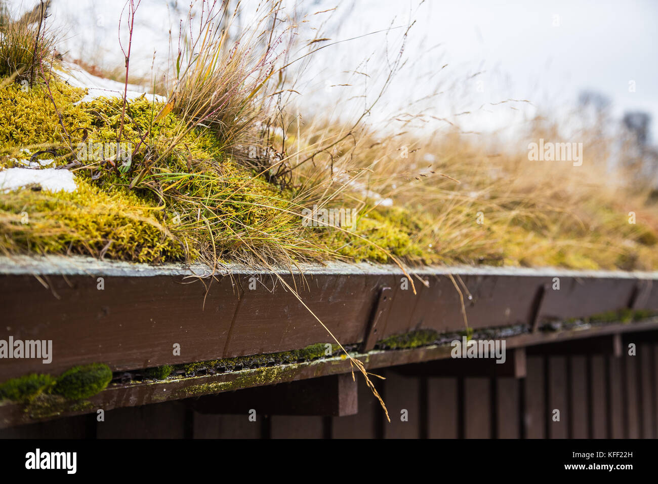A beautiful wooden house in the forest with a grass and moss growing on ...