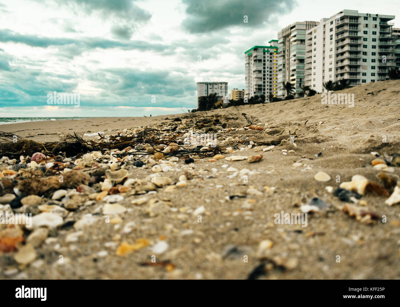 close up of seashells and seaweed on the seashore of a Florida beach on ...