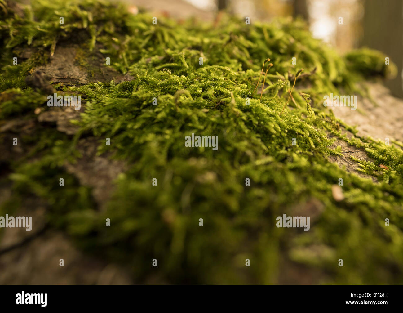 Page moss hi-res stock photography and images - Alamy