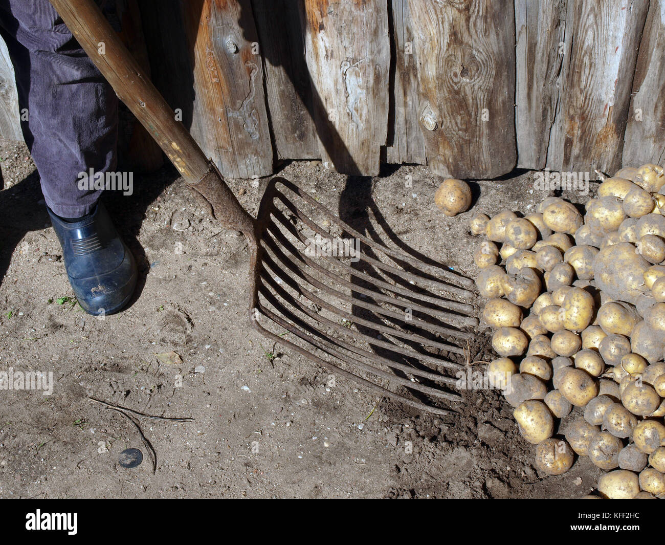 Special gardening tool - fork for loading potato Stock Photo - Alamy