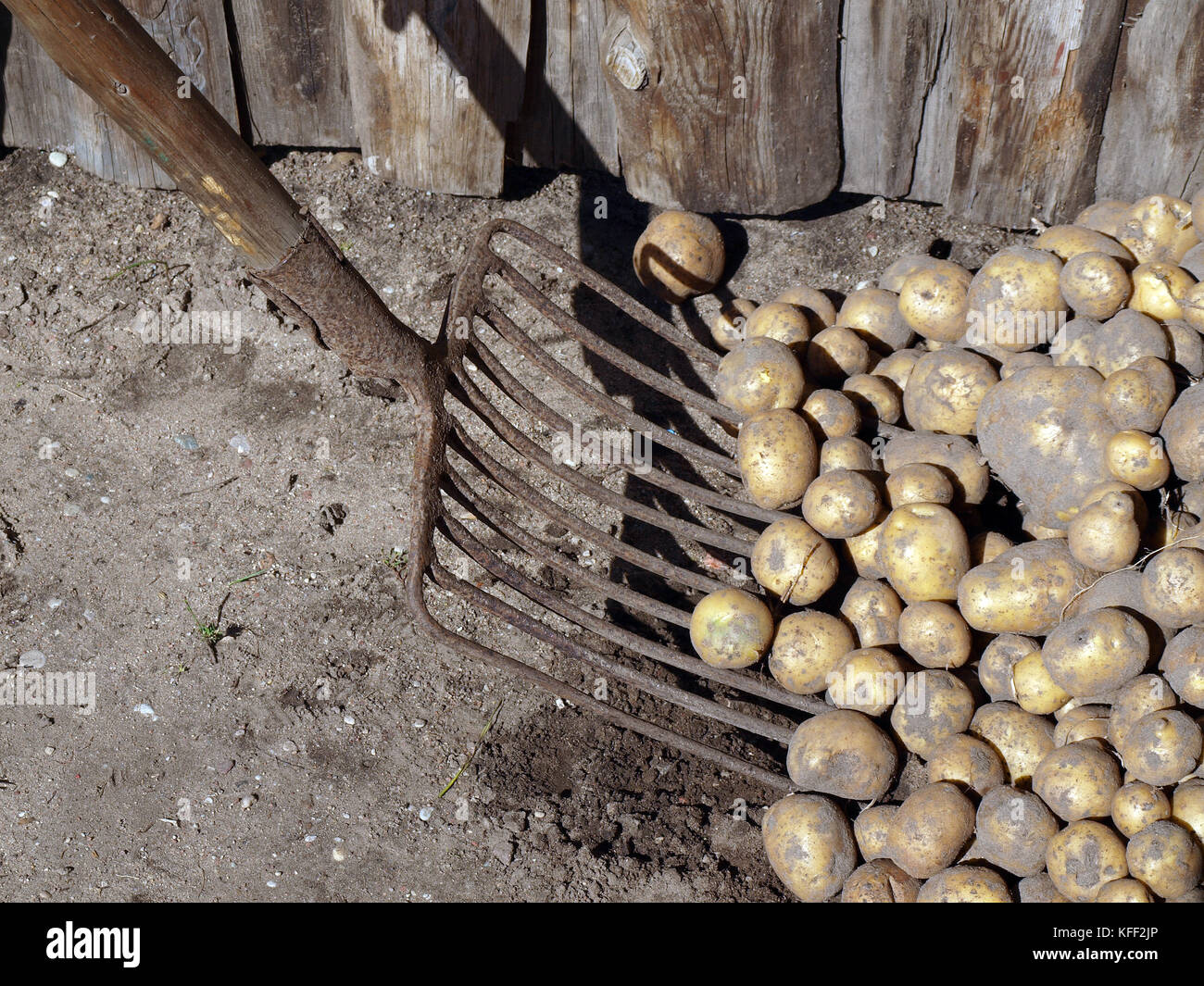 Special gardening tool - fork for loading potato Stock Photo - Alamy