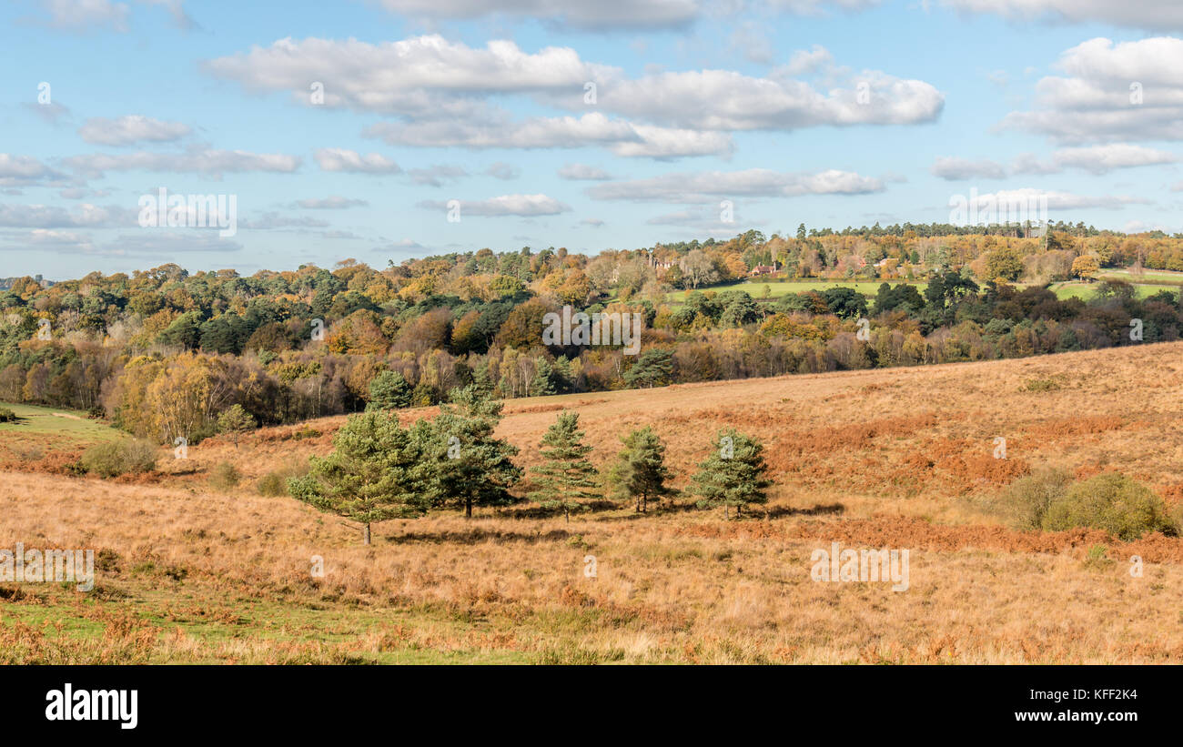 Ashdown forest hi-res stock photography and images - Alamy