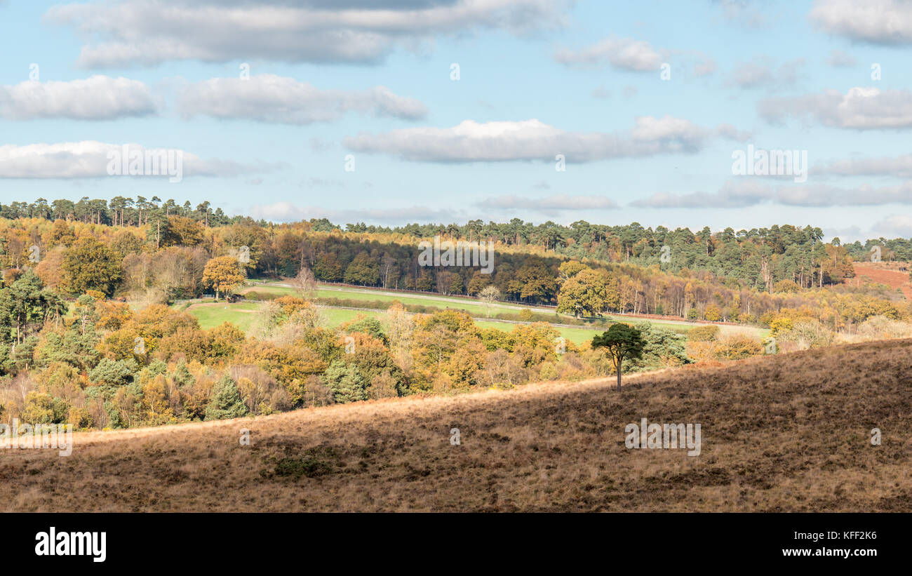A solitary tree on a slope on heathland in the Ashdown Forest. In the ...