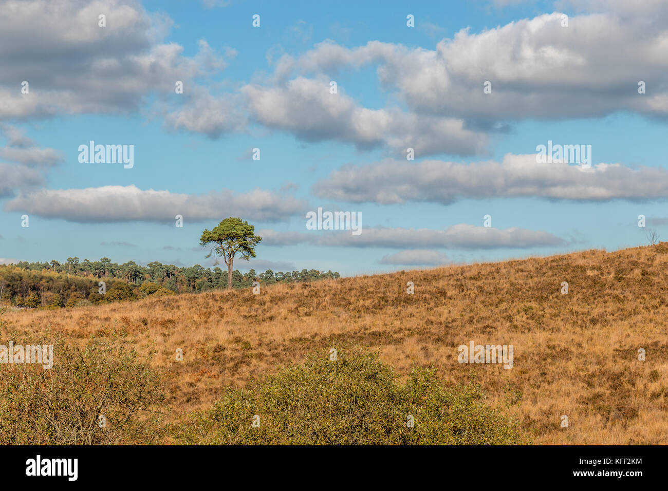 Ashdown Forest, Sussex, UK; Solitary Tree Standing on a Slope in ...