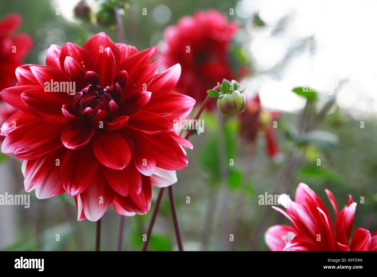 Nice garden background with big red flower Stock Photo - Alamy