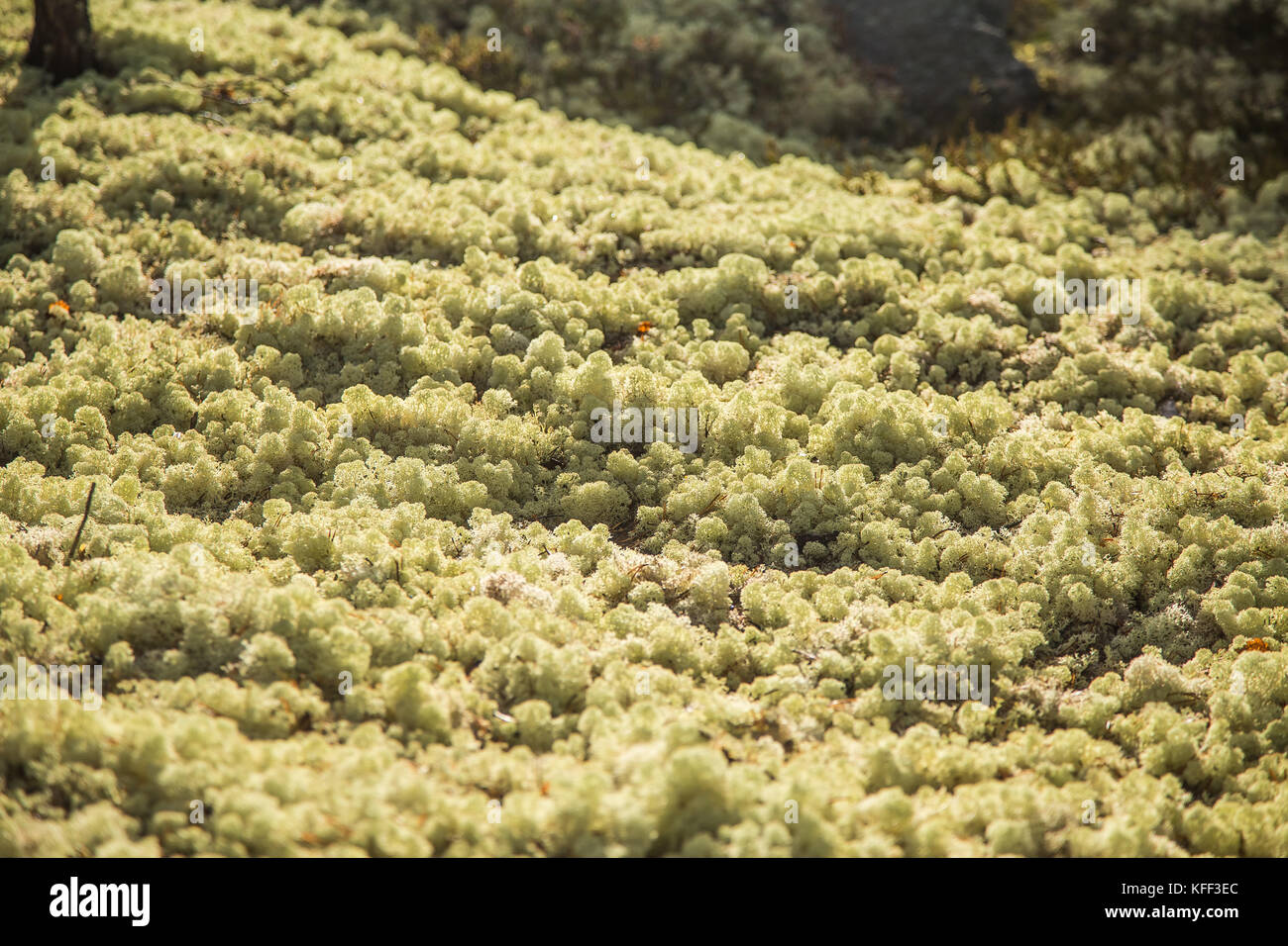 A beautiful light green lichen blanket on a forest floor. Autumn ...