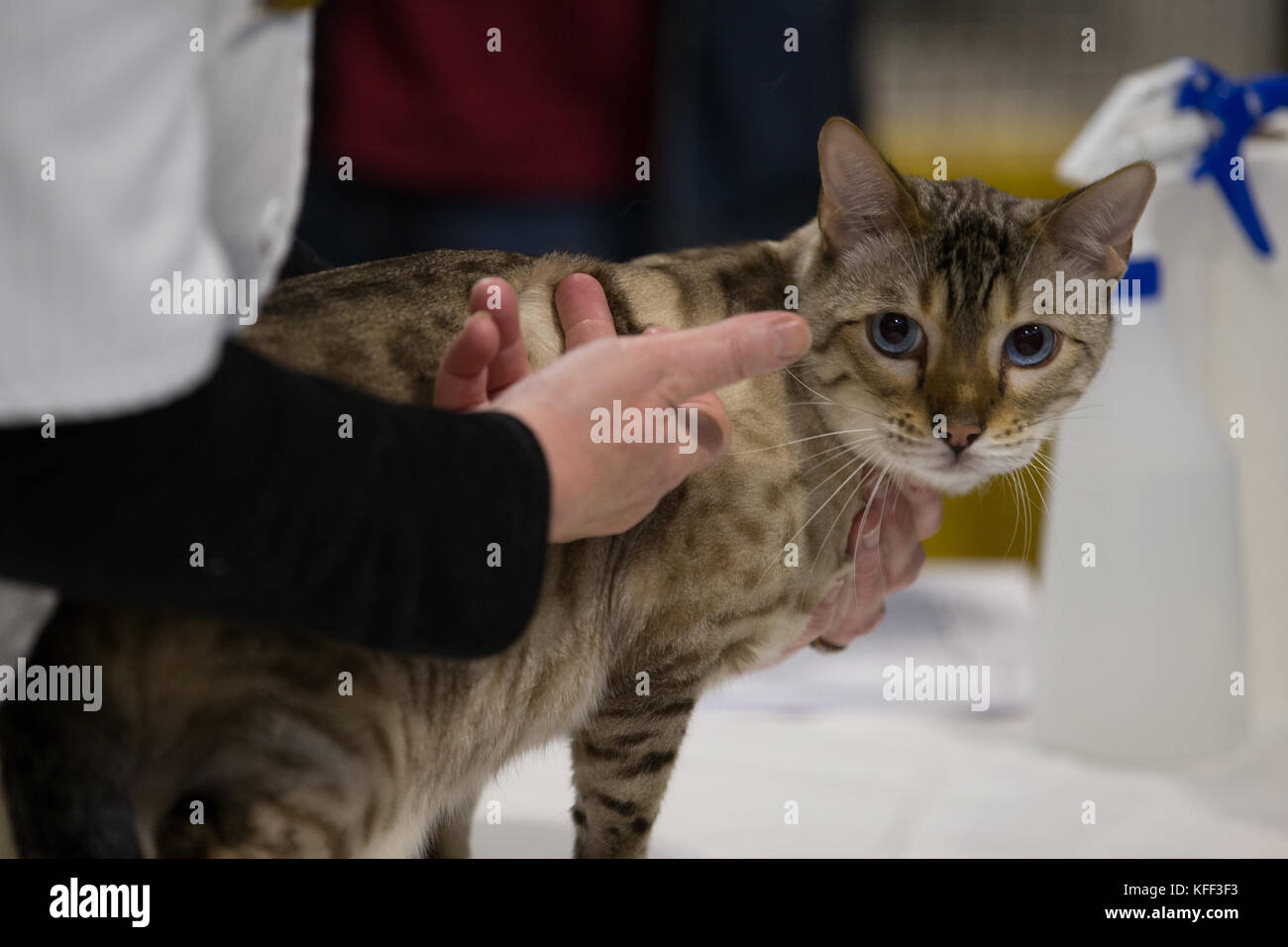 A kitten under inspection for the fun kitten class competition at the ...