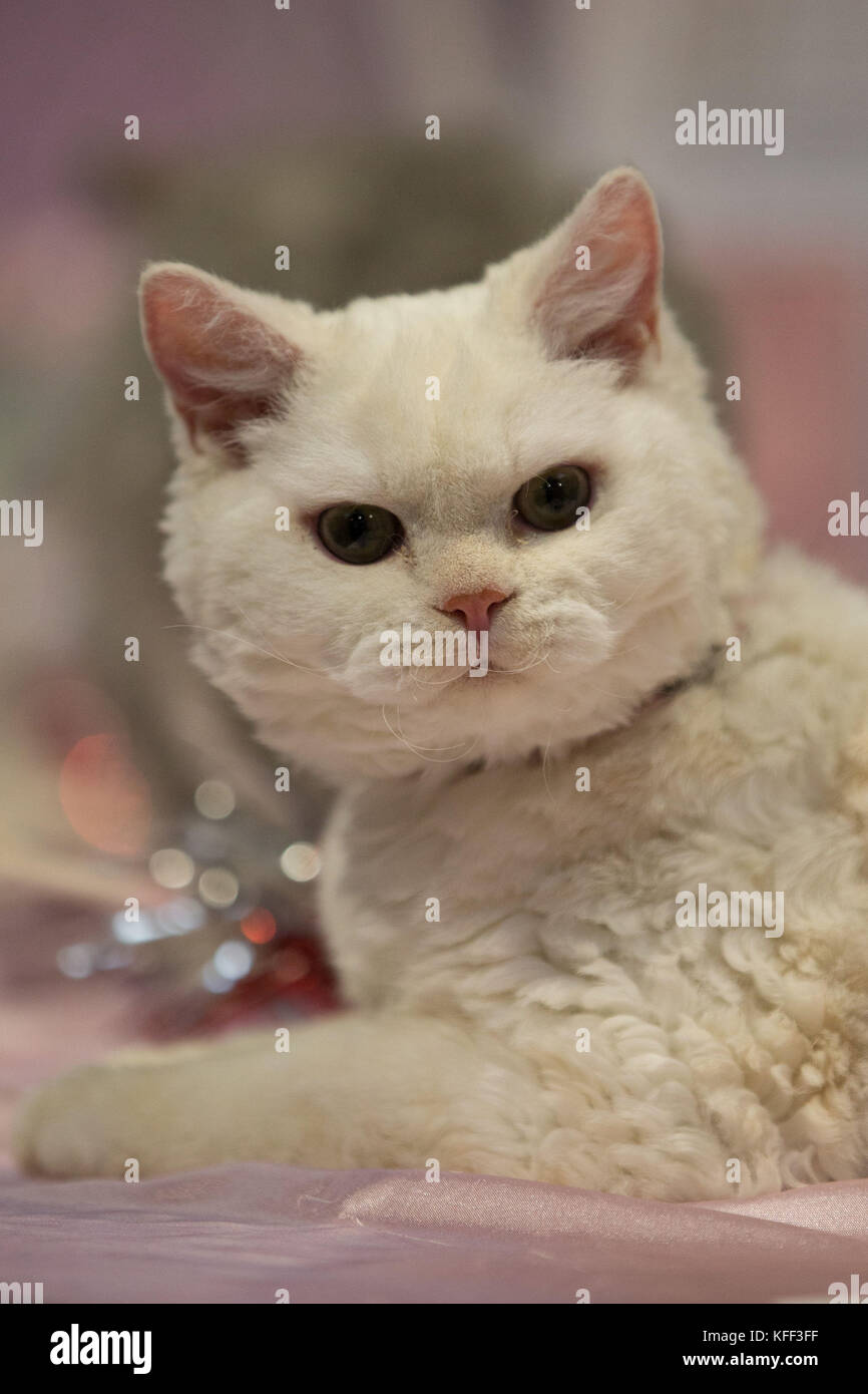 A kitten at the Supreme Cat Show in Birmingham Stock Photo - Alamy