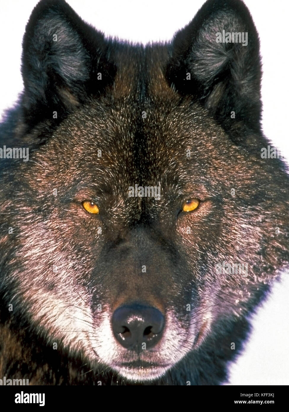 Black Timber Wolf Face