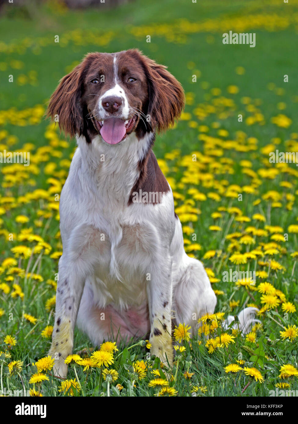 Springer spaniel dog in the flowers hi-res stock photography and images ...