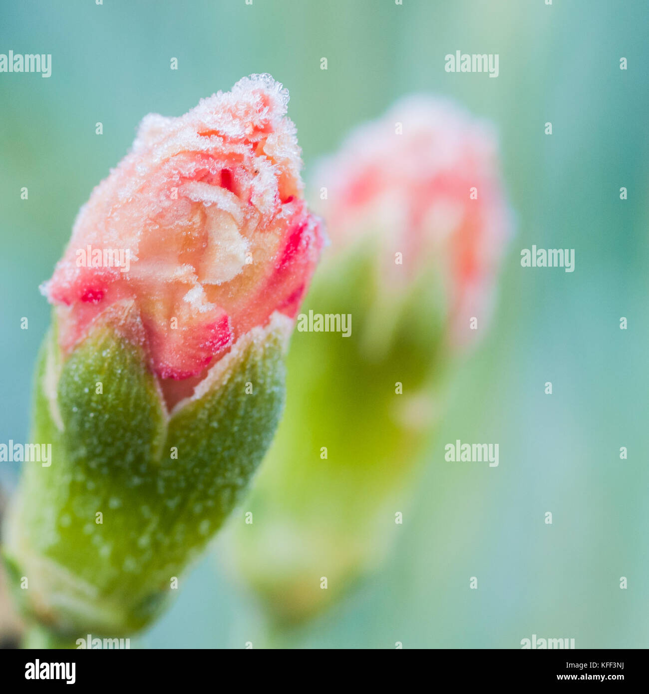 Frosted bud hi-res stock photography and images - Alamy