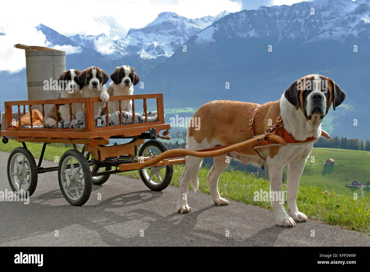 Dog pulling cart hi-res stock photography and images - Alamy