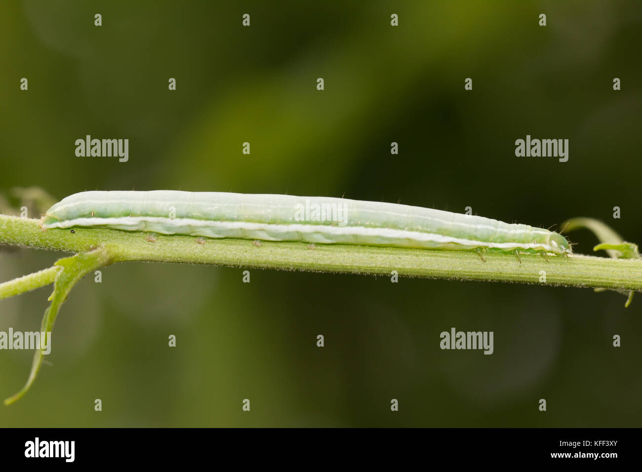 Grey chi moth larva Stock Photo - Alamy