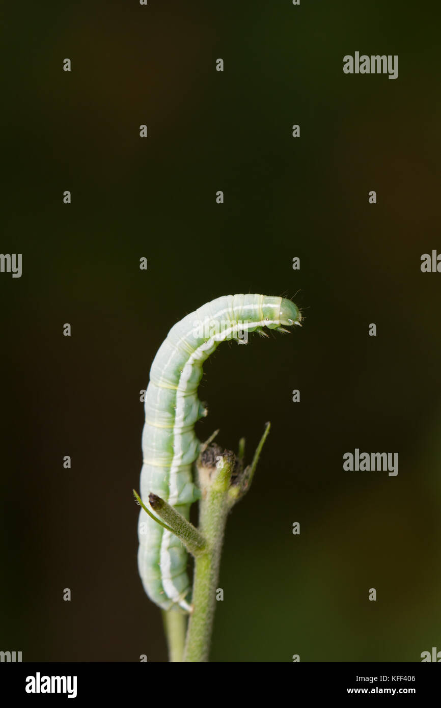 Grey chi moth larva Stock Photo - Alamy