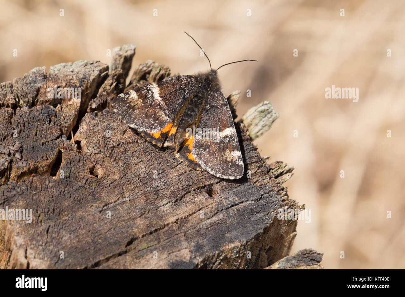 Orange underwing moth Stock Photo - Alamy