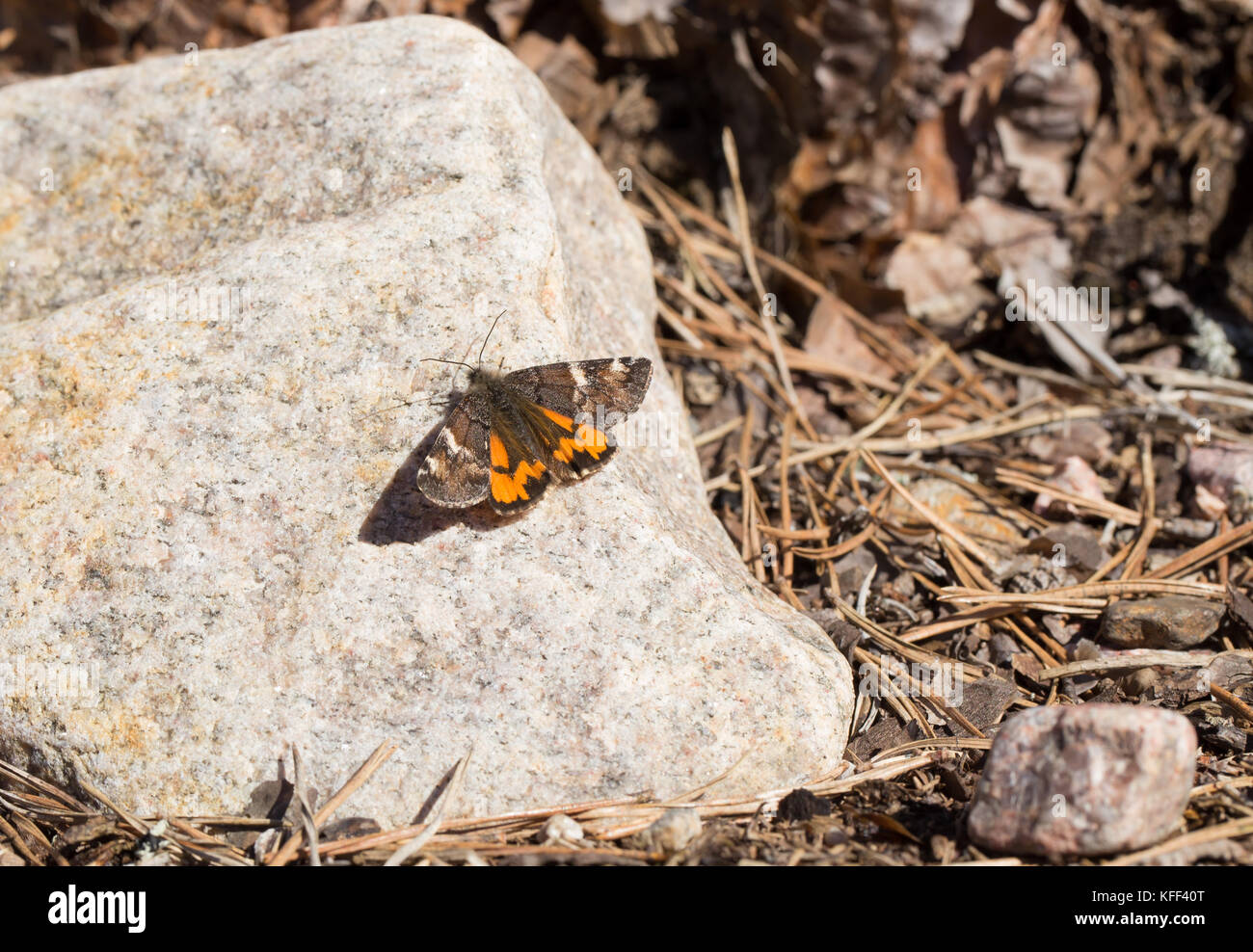 Orange underwing moth Stock Photo - Alamy