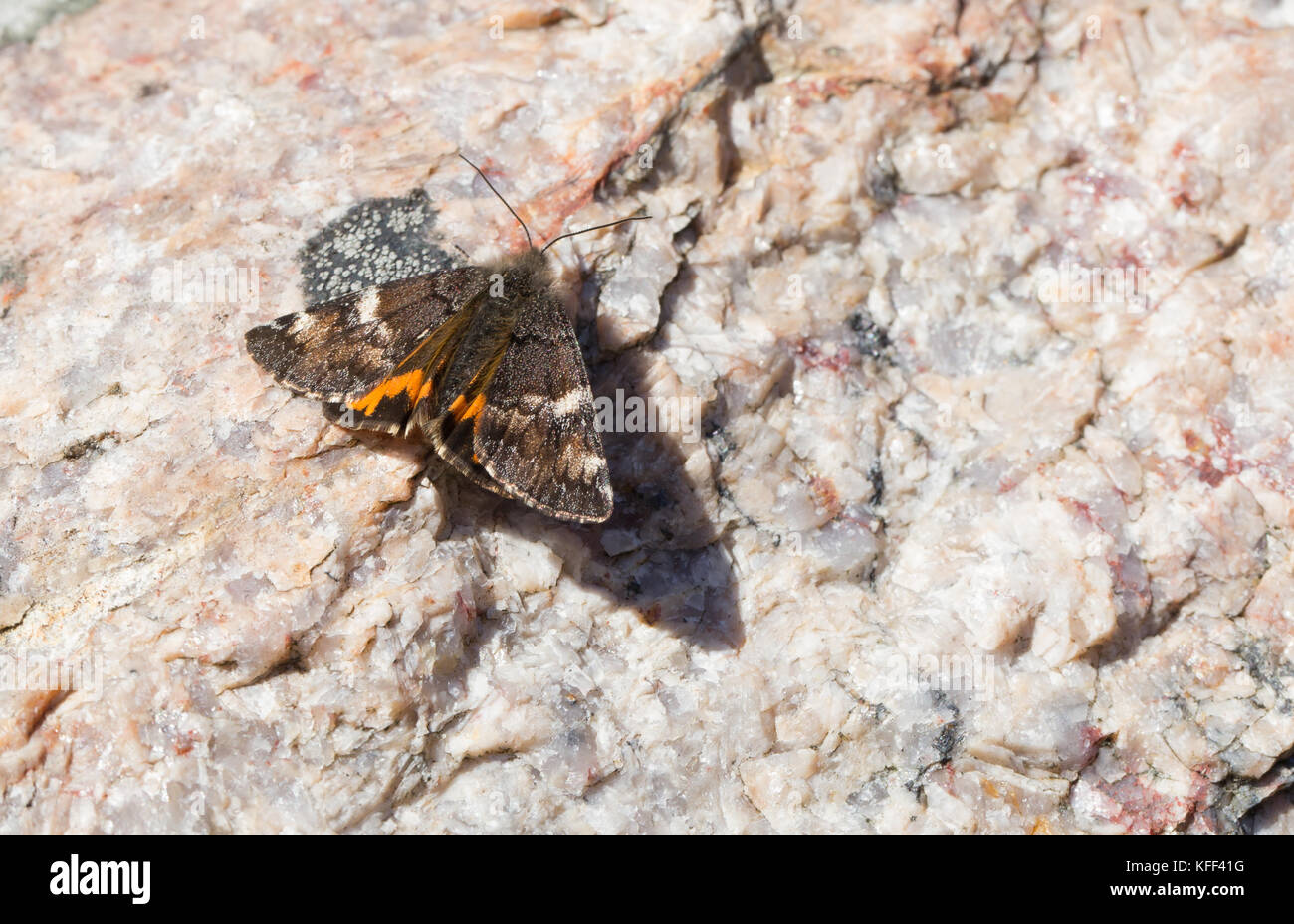 Orange underwing moth Stock Photo - Alamy
