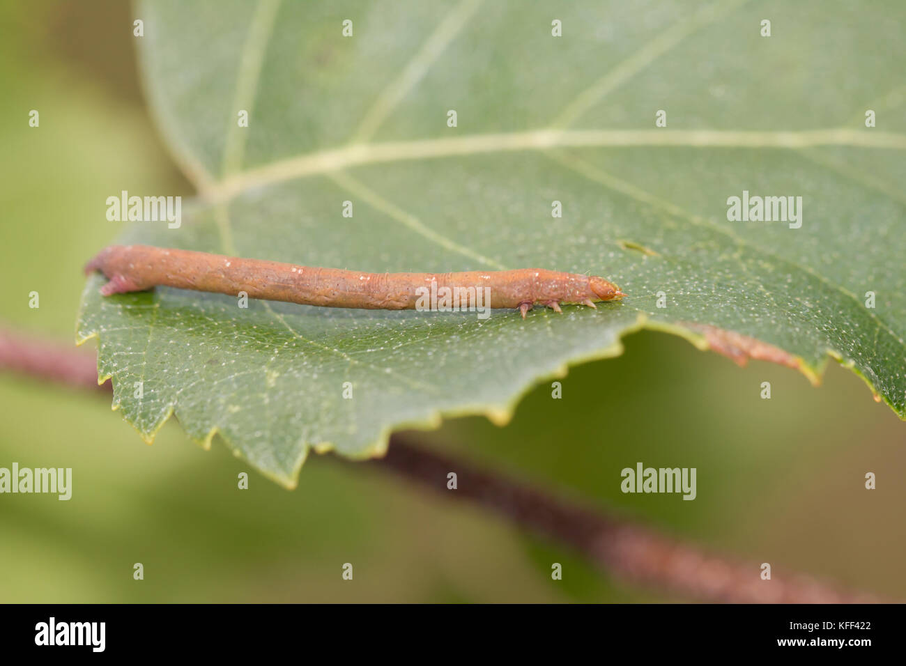 Common white wave larva Stock Photo - Alamy