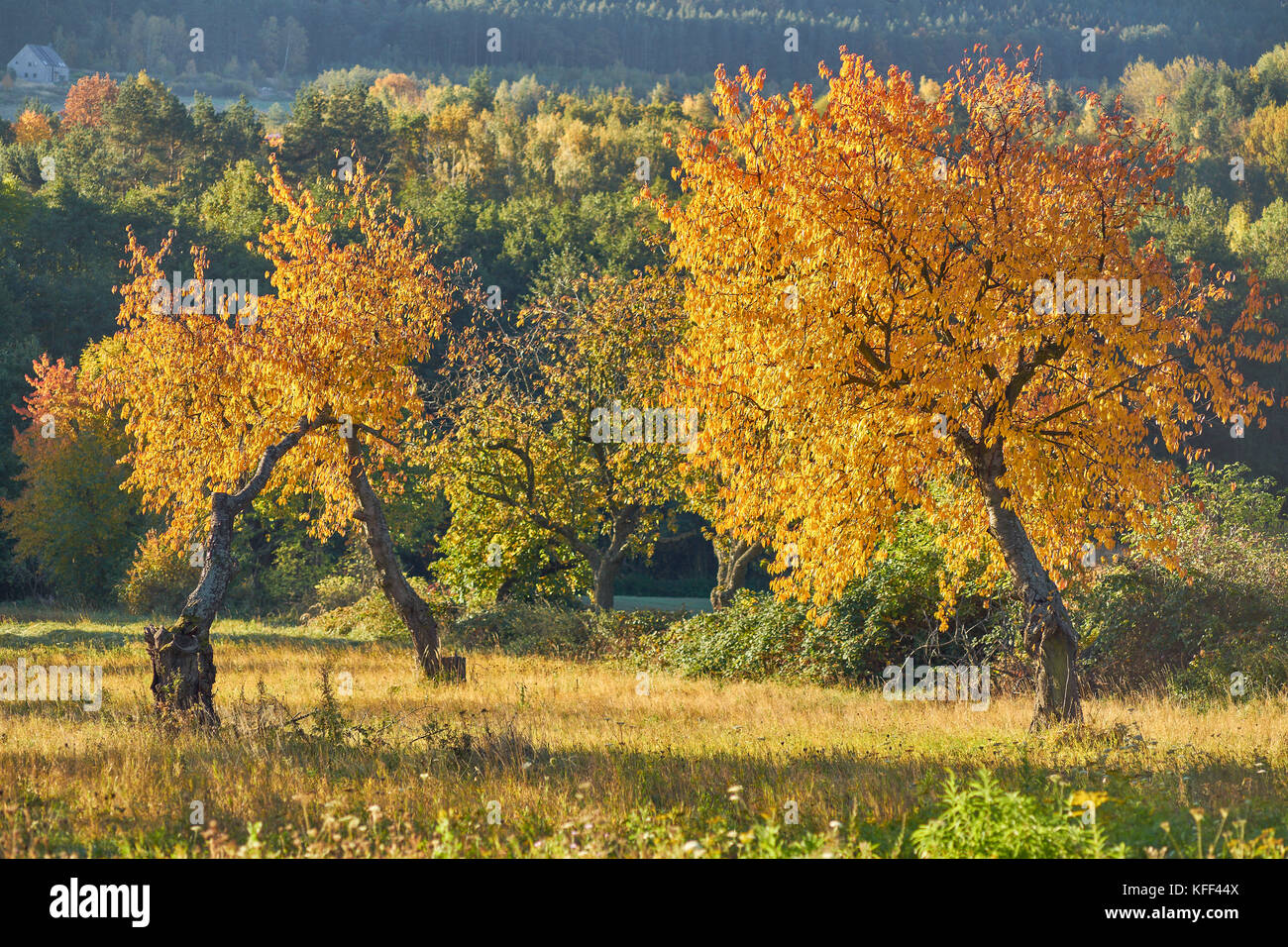 Old cherry trees turned yellow in the bright luminous colors of autumn ...
