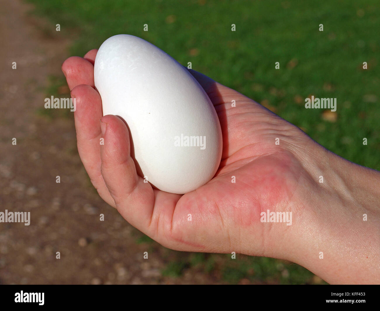 Goose Egg Stock Photos & Goose Egg Stock Images - Alamy