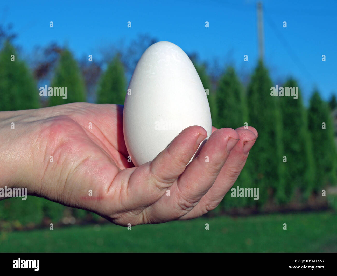 Goose Egg Stock Photos & Goose Egg Stock Images - Alamy