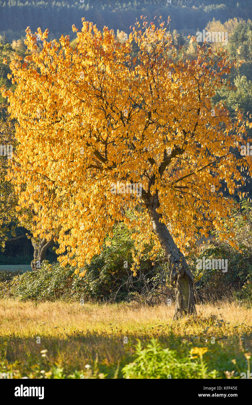 Old cherry trees turned yellow in the bright luminous colors of autumn ...