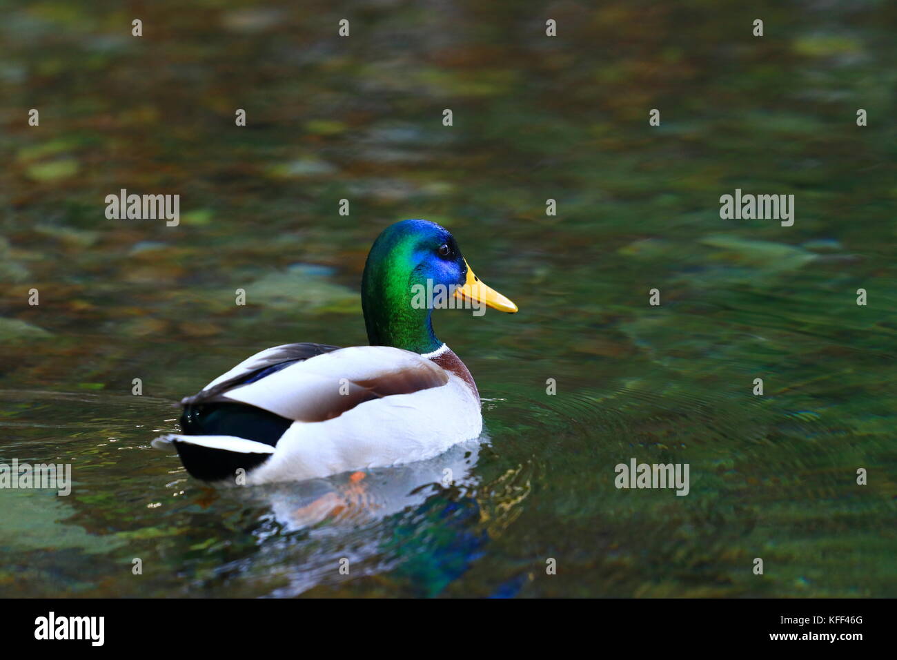 Wild duck male in water Stock Photo - Alamy