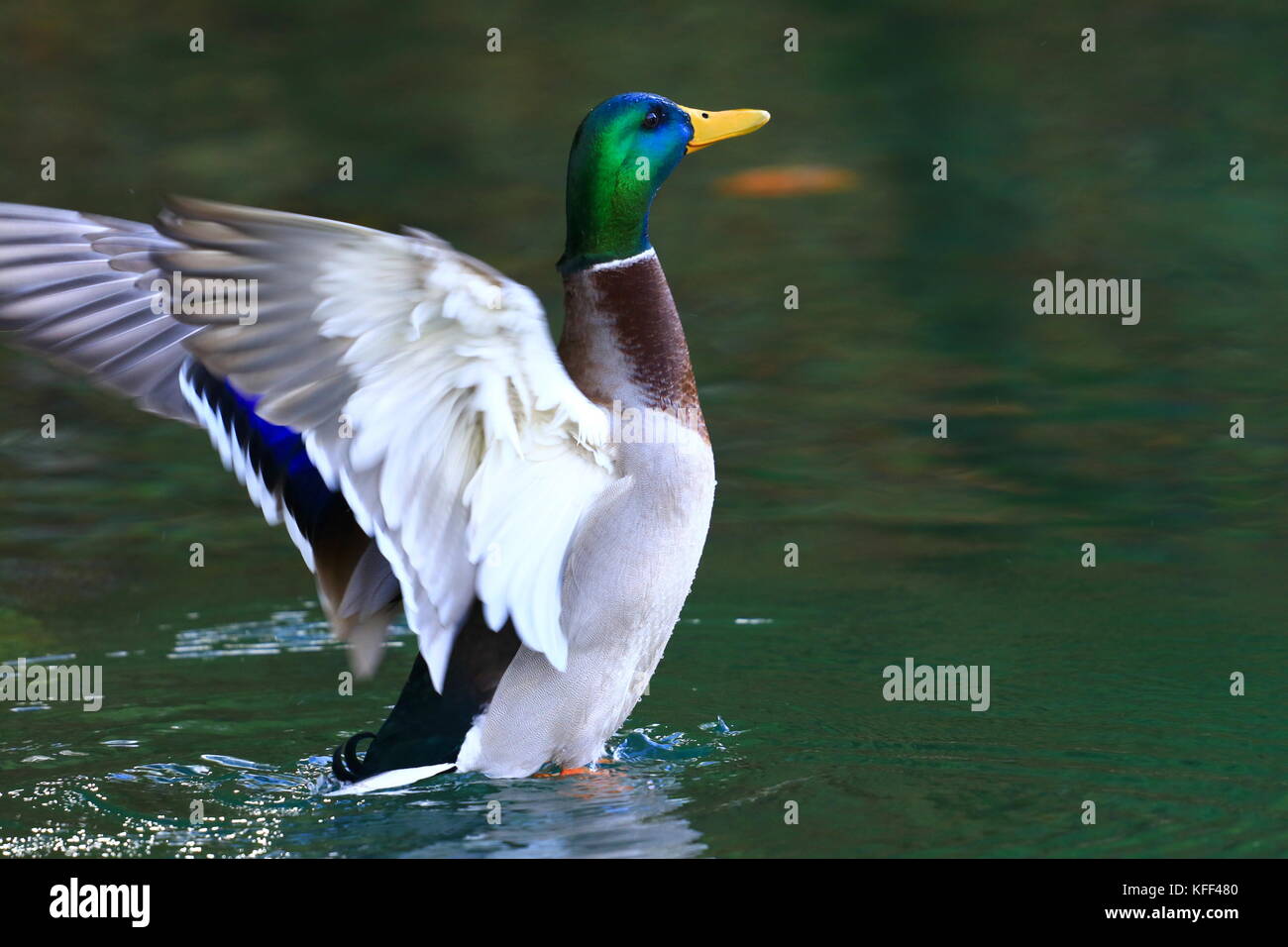 Wild duck male in water Stock Photo - Alamy